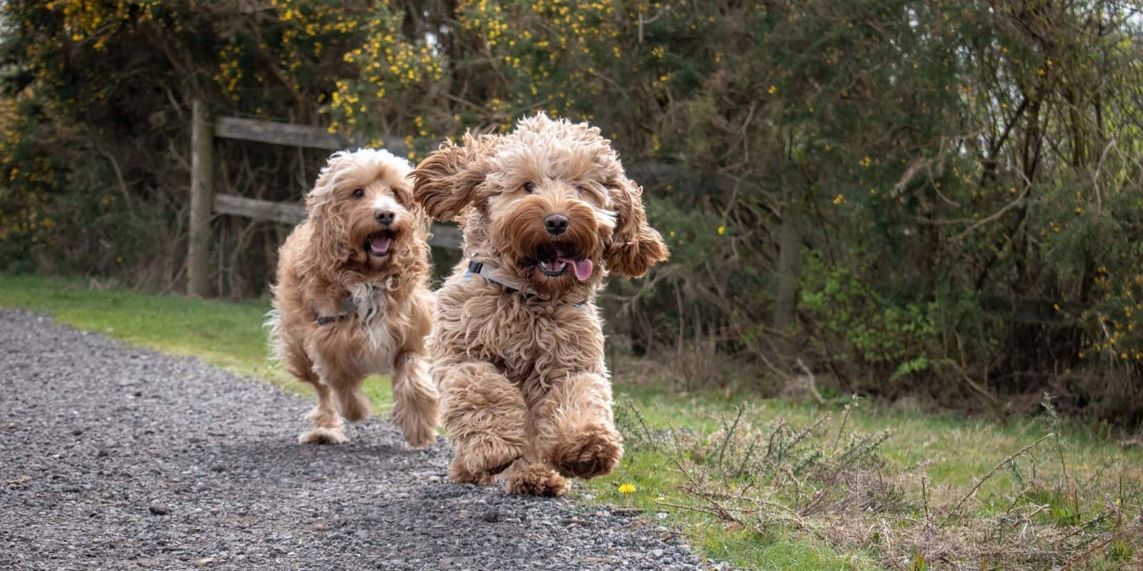 Are Cockapoos Good Dogs For Your Family? - Your Cockapoo